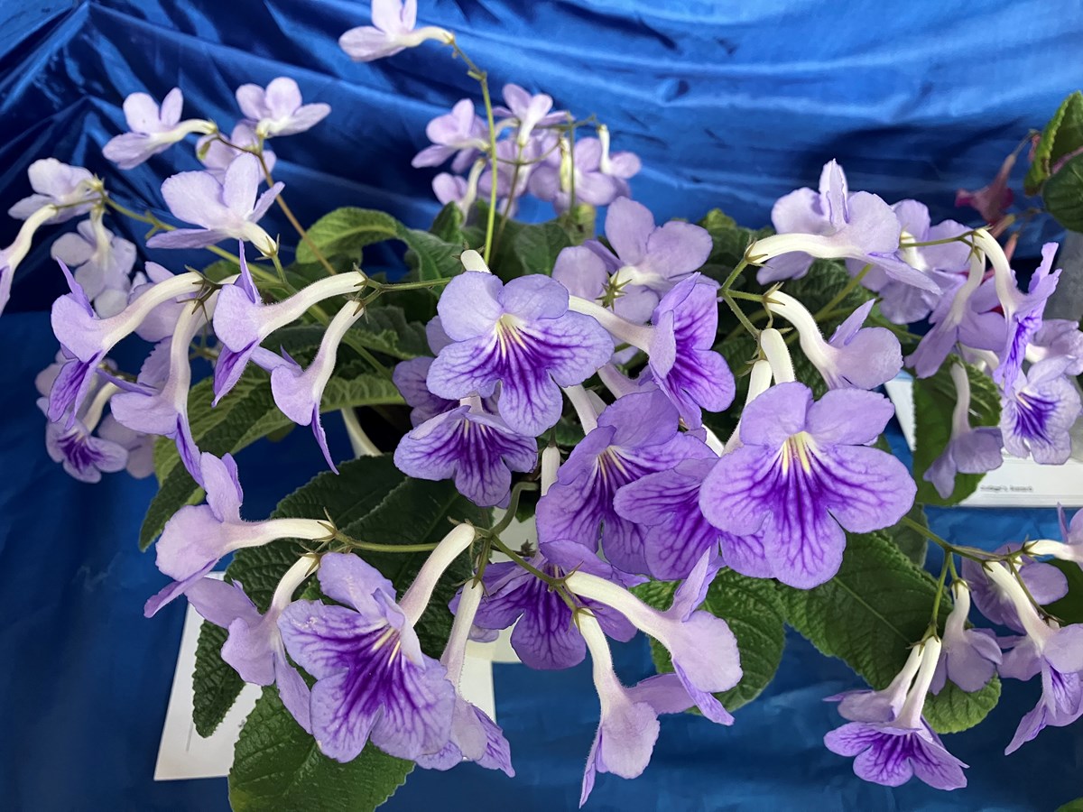 Kirkintilloch Horticultural Society | News | Kirkintilloch Herald report