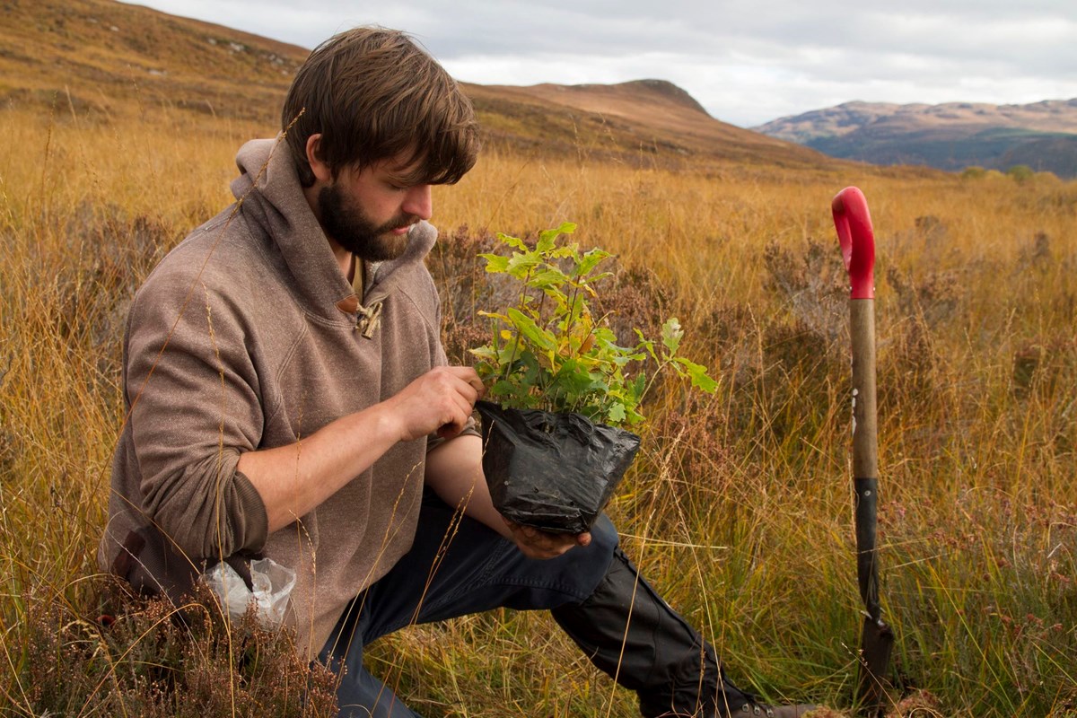 The Murray Clan Society | News | TREES FOR LIFE