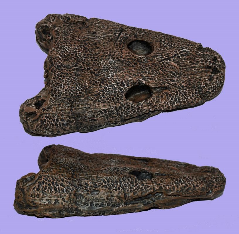 NP Collectables | RF348 Amphibian Skull, Greererpeton burkemorani