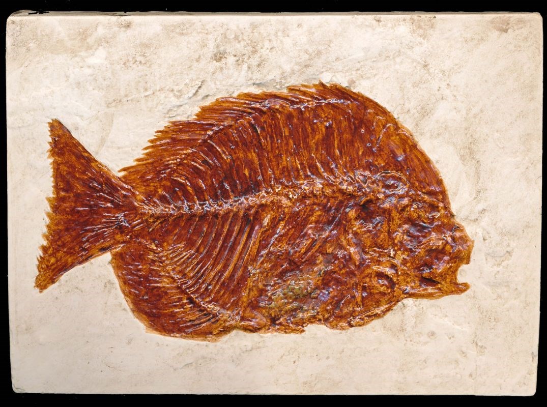 NP Collectables | RF389 Female Spade Fish