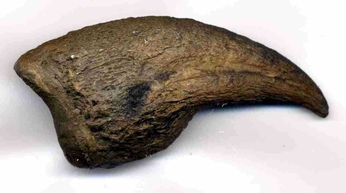 NP Collectables | RF212 T-REX HAND CLAW