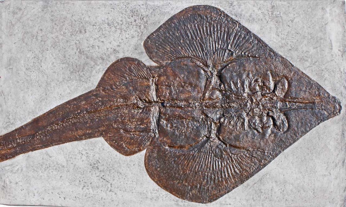 NP Collectables | RF311 BANJO FISH
